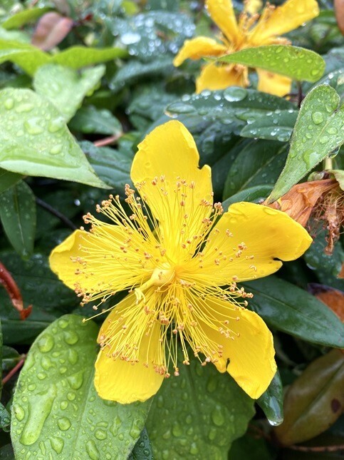 誕生日: オトンのヨコハマライフ